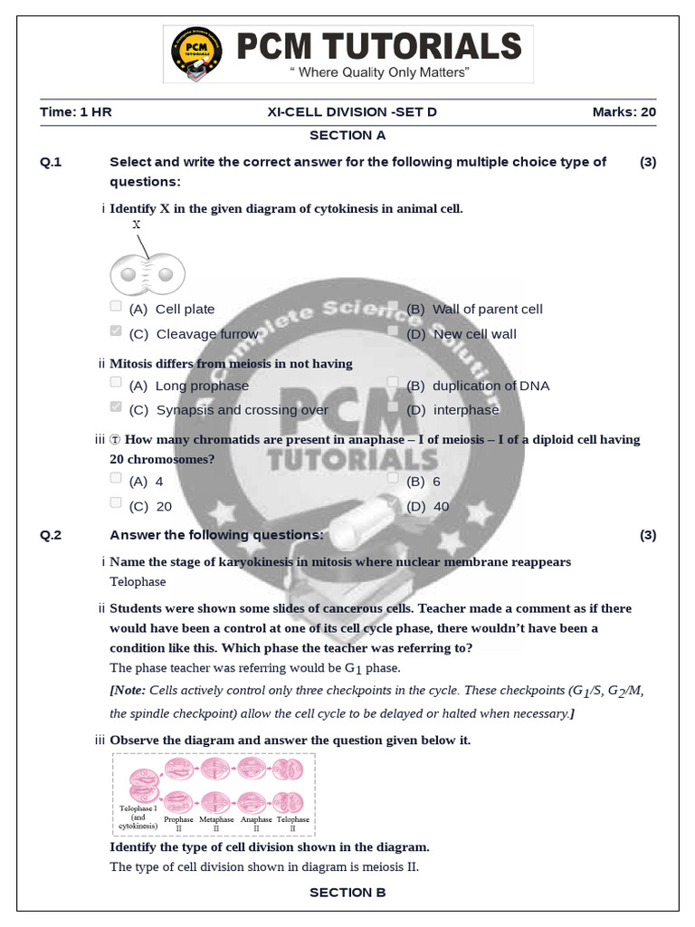 Answer Key Xi Cell Division Set d | PDF | Mitosis | Meiosis