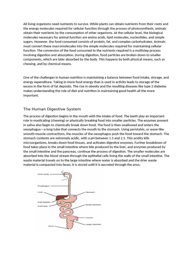 Digestive System Text To Speech | PDF | Digestion | Stomach