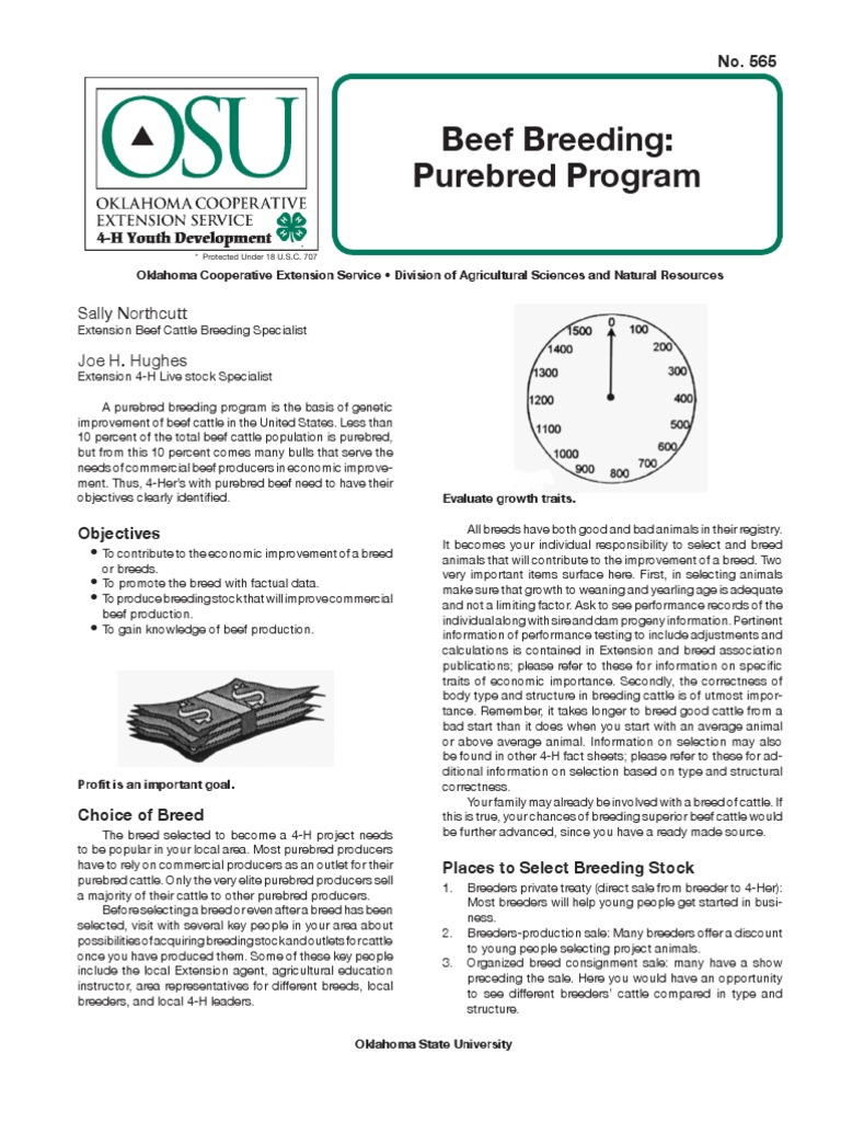 Beef Breeding - Purebred Program | PDF | Cattle | Domesticated Animals