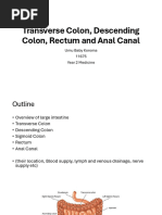 Anatomy of Appendix and Colon Explained | PDF | Large Intestine | Anatomy