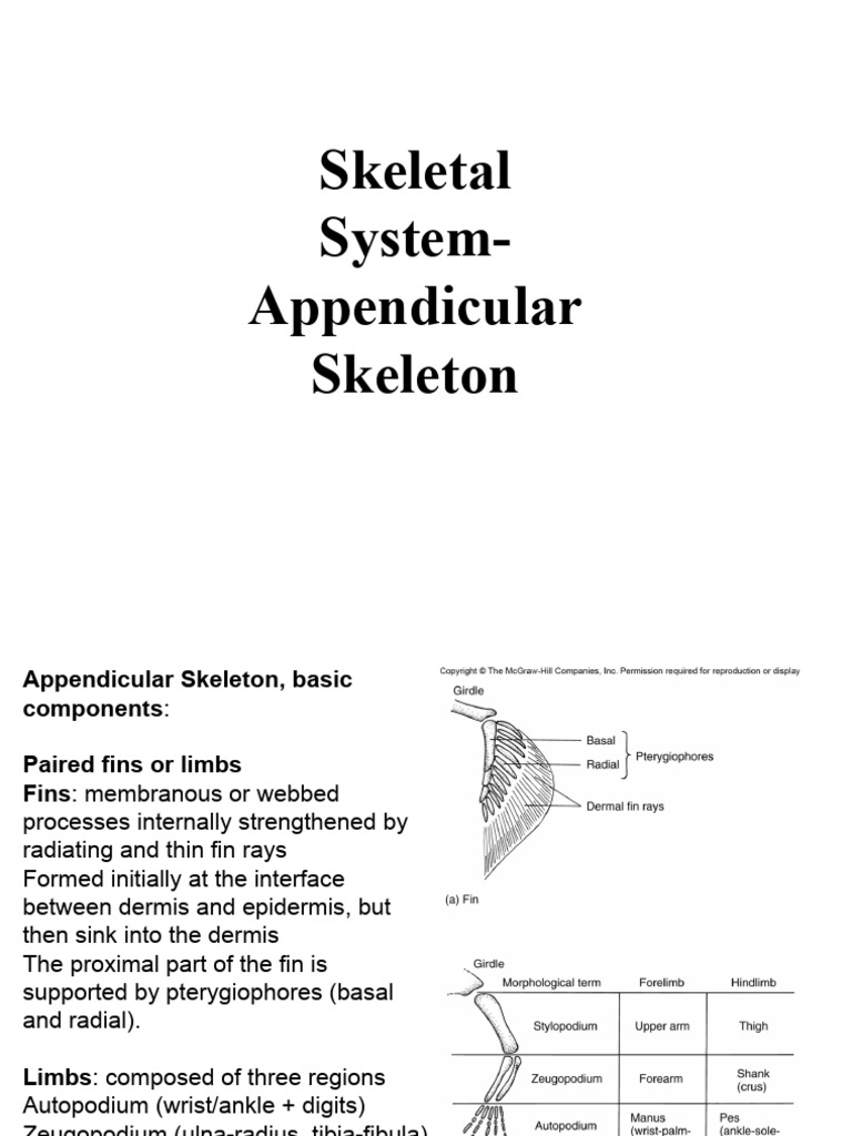 Appendicular Skeleton Lecture 2 | PDF | Pelvis | Anatomical Terms Of ...
