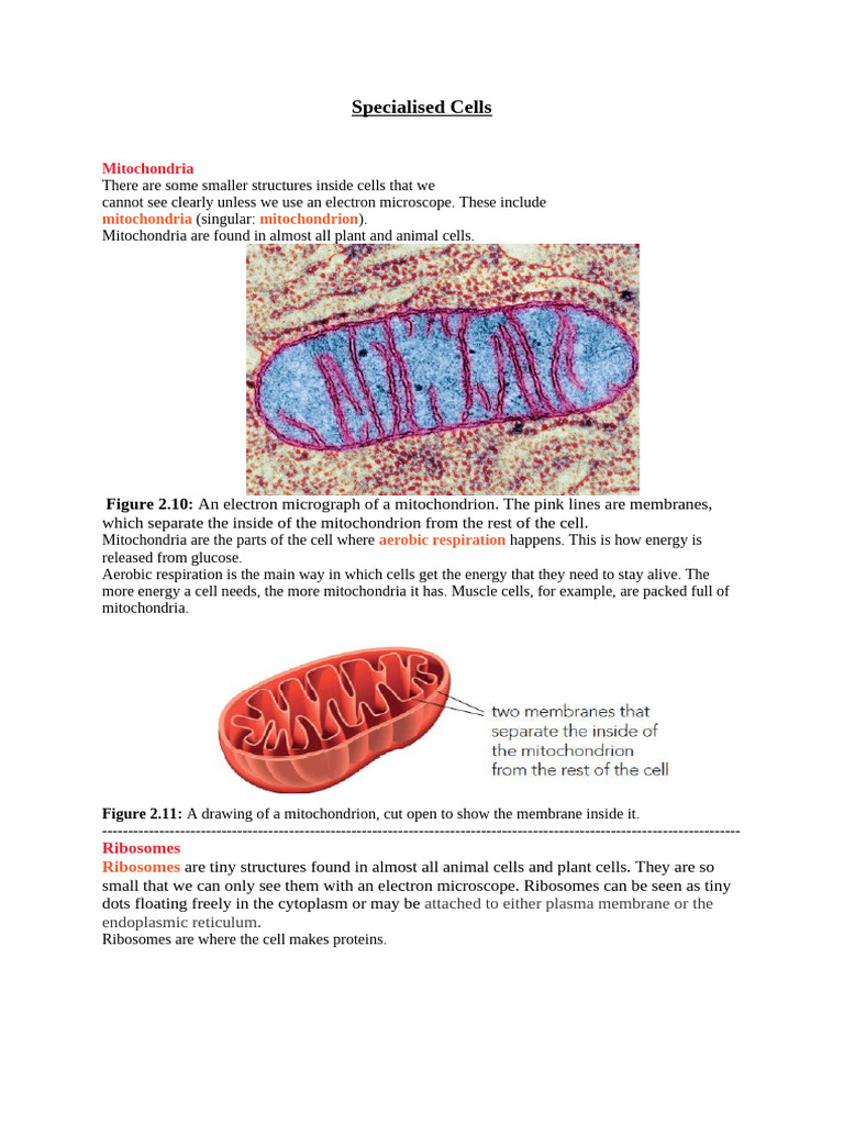 Specialised Cells Material | PDF