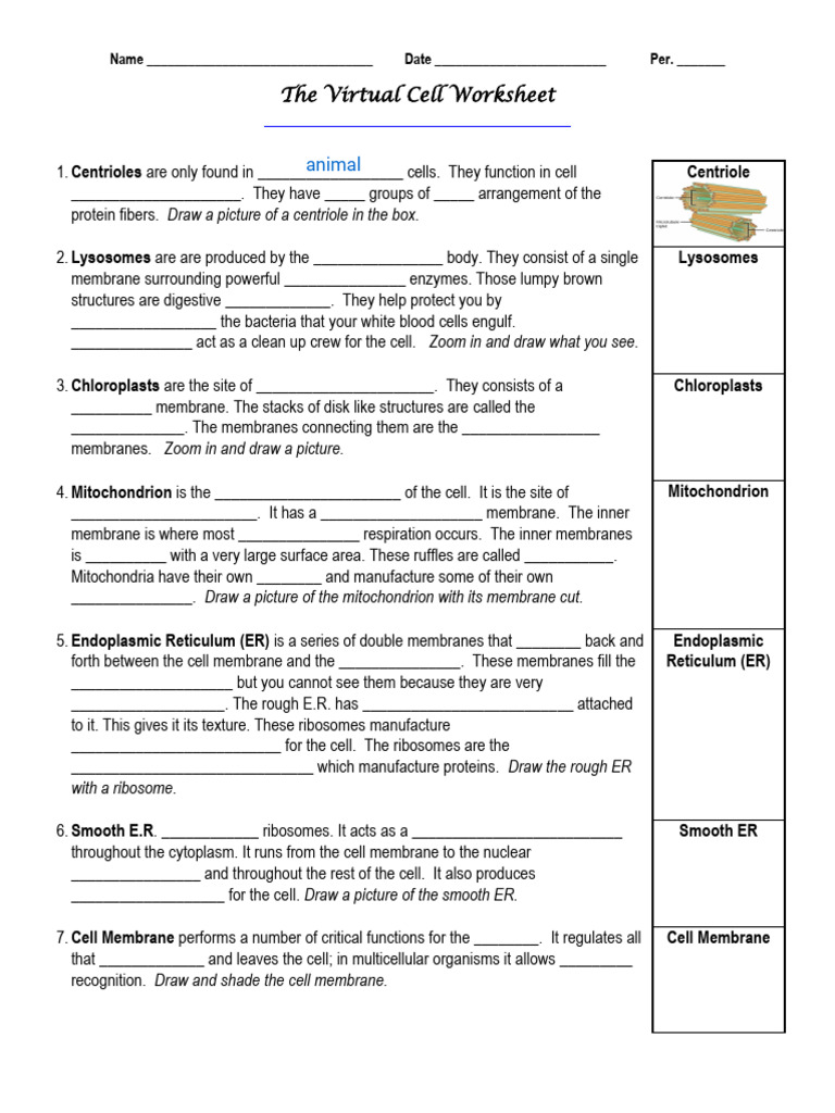 Freddy Moran-Cortez - Virtual Cell Worksheet | PDF | Cell (Biology ...
