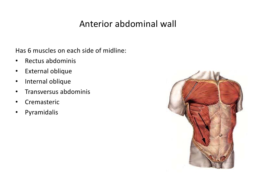 Anterior Abdominal Wall | PDF | Abdomen | Human Anatomy