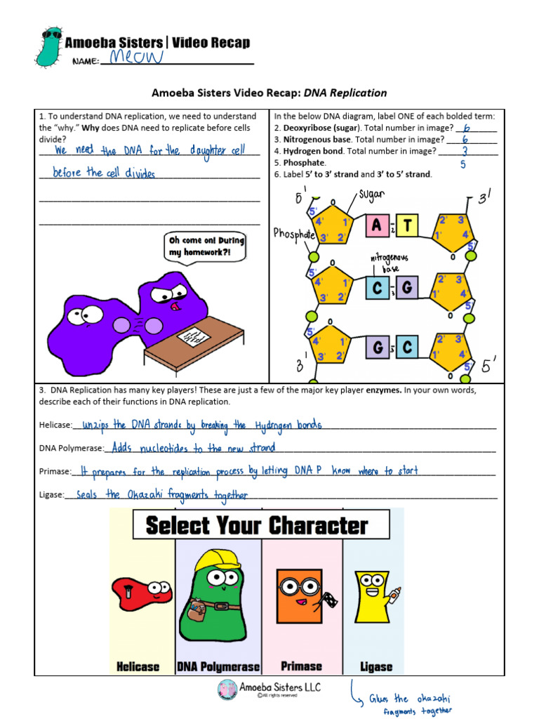 Video Recap of Dna Replication by Amoeba Sisters Newheader v.2 | PDF ...
