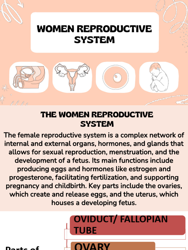 Women Reproductive System | PDF | Uterus | Reproductive System