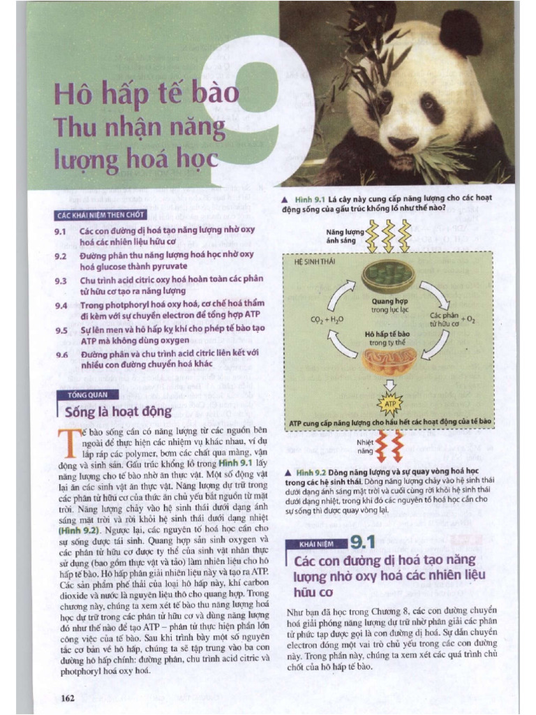 Hô Hâp + Quang H P | PDF