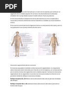 Fisiología del Tono Muscular Explicada | PDF | Músculo | Neurona
