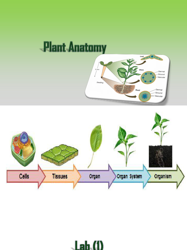Anatomy Lab 1 | PDF