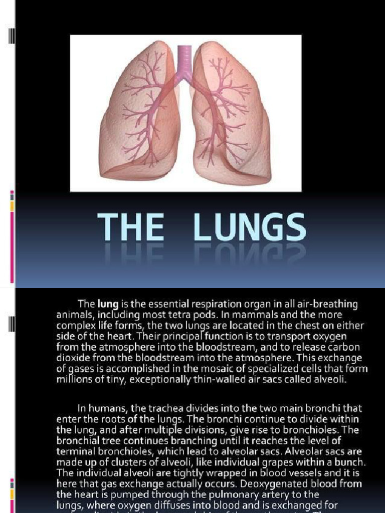 Lungs | PDF