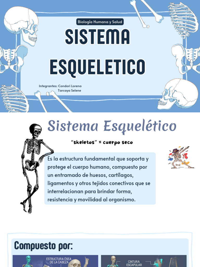 Sistema Esqueletico 25 | PDF | Esqueleto | Hueso