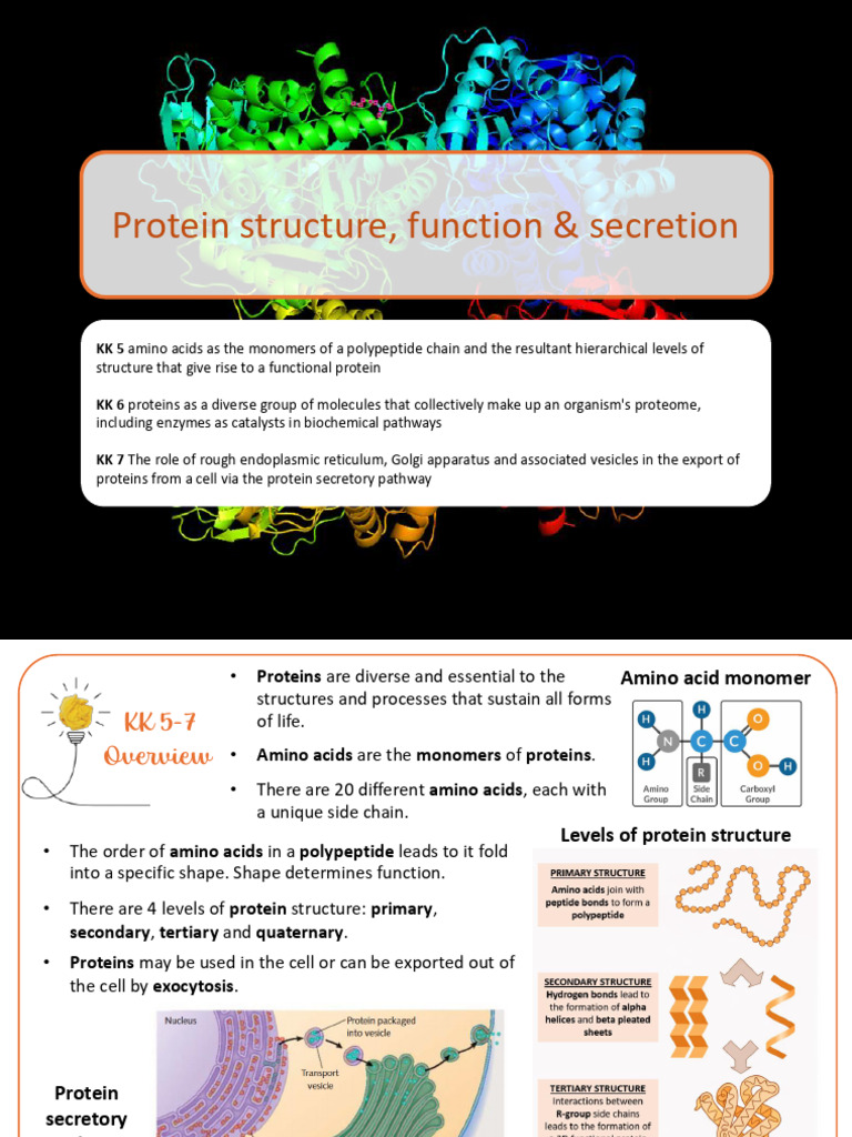 Lecture 2 Protein Structure, Function & Secrection (1) | PDF | Proteins ...