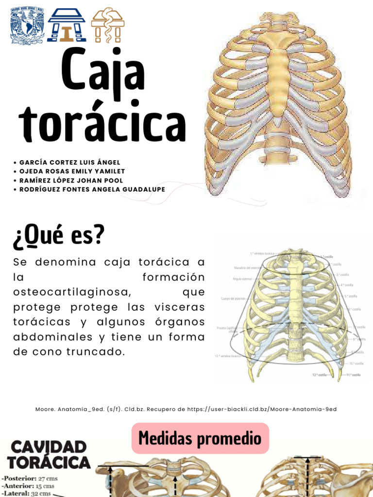 Caja Torácica PDF | PDF | Tórax | Sistema esquelético