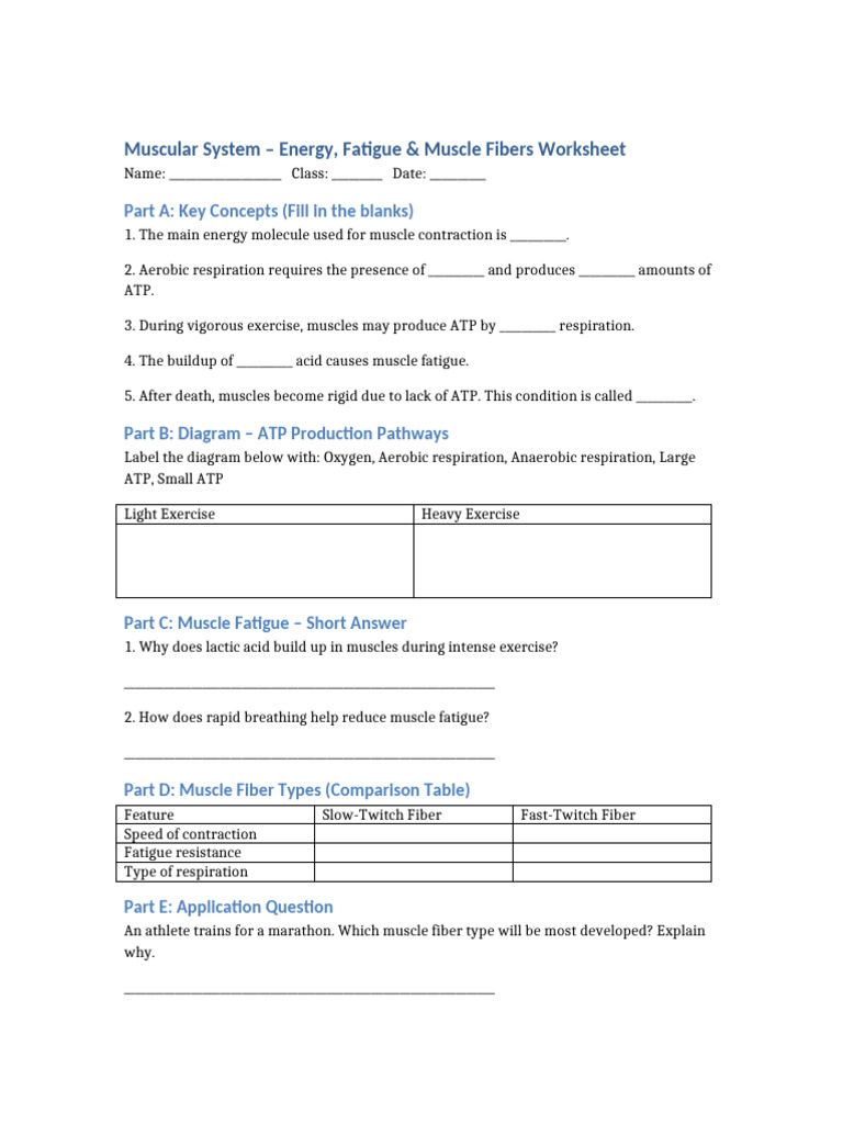 Muscular System Worksheet | PDF