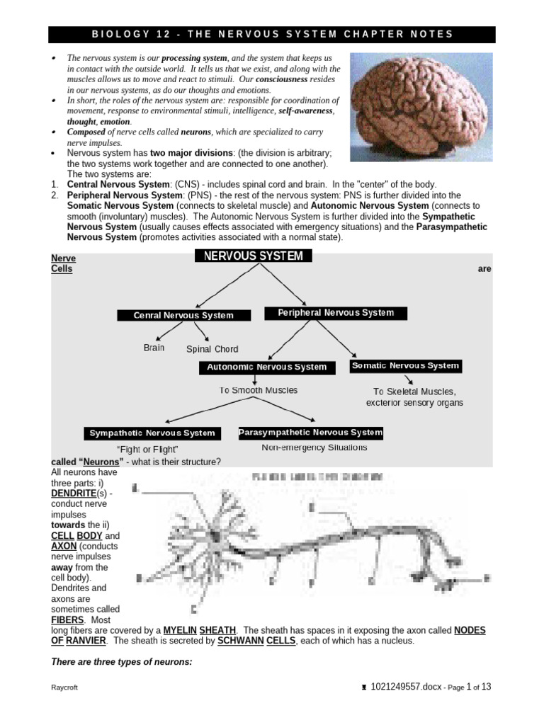 Notes - Nervous System - Student | PDF | Nervous System | Chemical Synapse