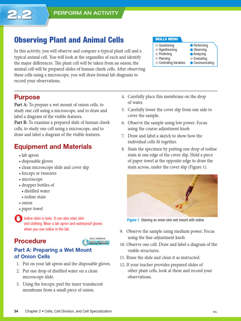 34-35 B.2.2 Lab - Observing Plant and Animal Cells | PDF | Staining ...
