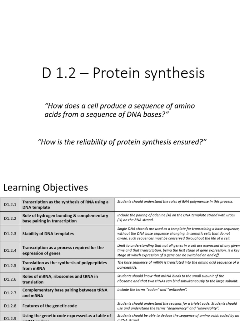 D 1.2 SL Protein Synthesis | PDF | Translation (Biology) | Ribosome