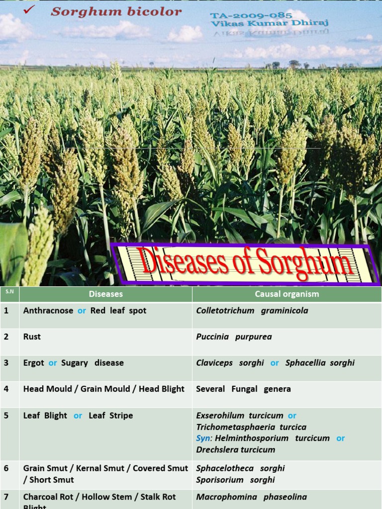 Disease of Sorghum | Botany | Fungus