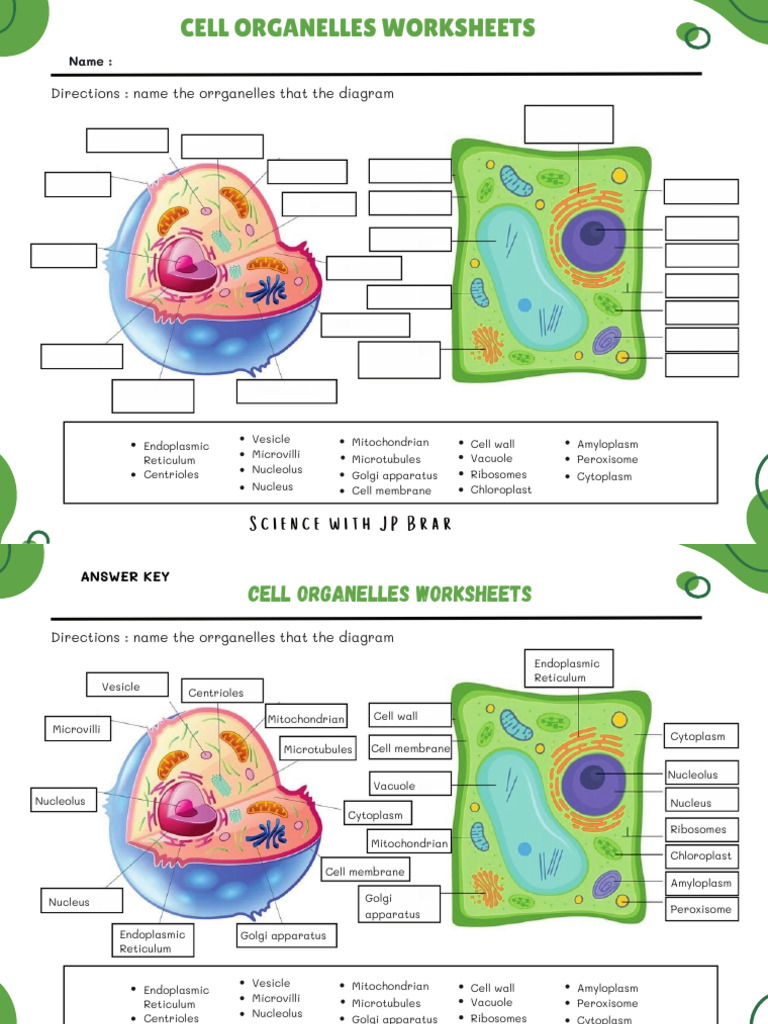 Cell Organelles Worksheet | PDF | Cell (Biology) | Endoplasmic Reticulum