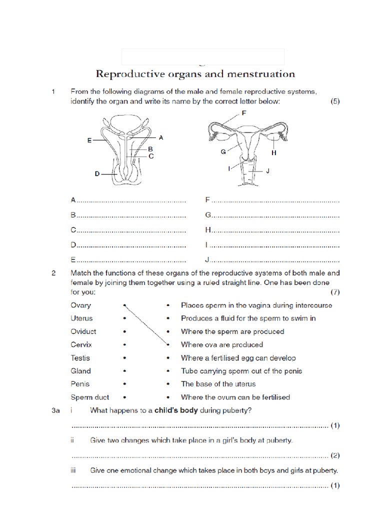 Reproductive System Activity Sheet | PDF