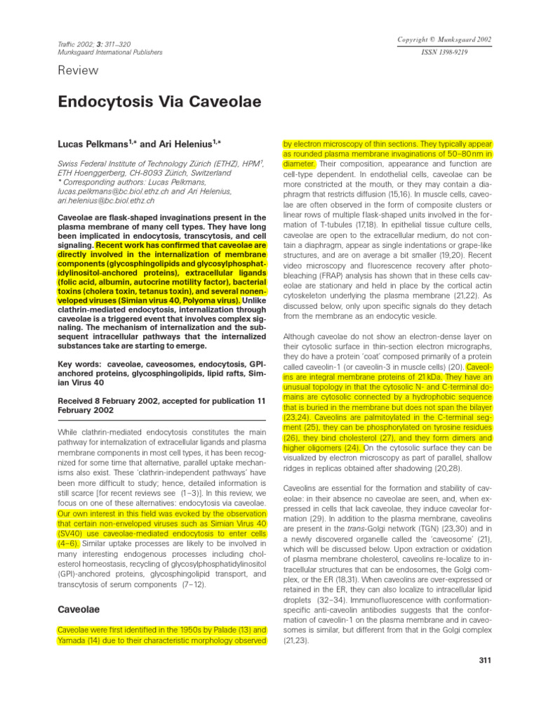 Endocytosis via Caveolae | PDF | Cell Membrane | Actin