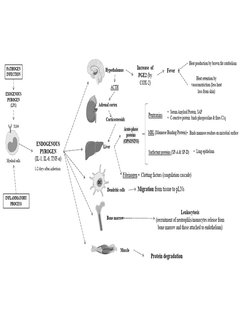 Acute Phase Response Rac181023 | PDF | Fever | Coagulation