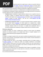 Anatomía del Vestíbulo Bucal | PDF | Lengua | Cabeza y cuello humanos
