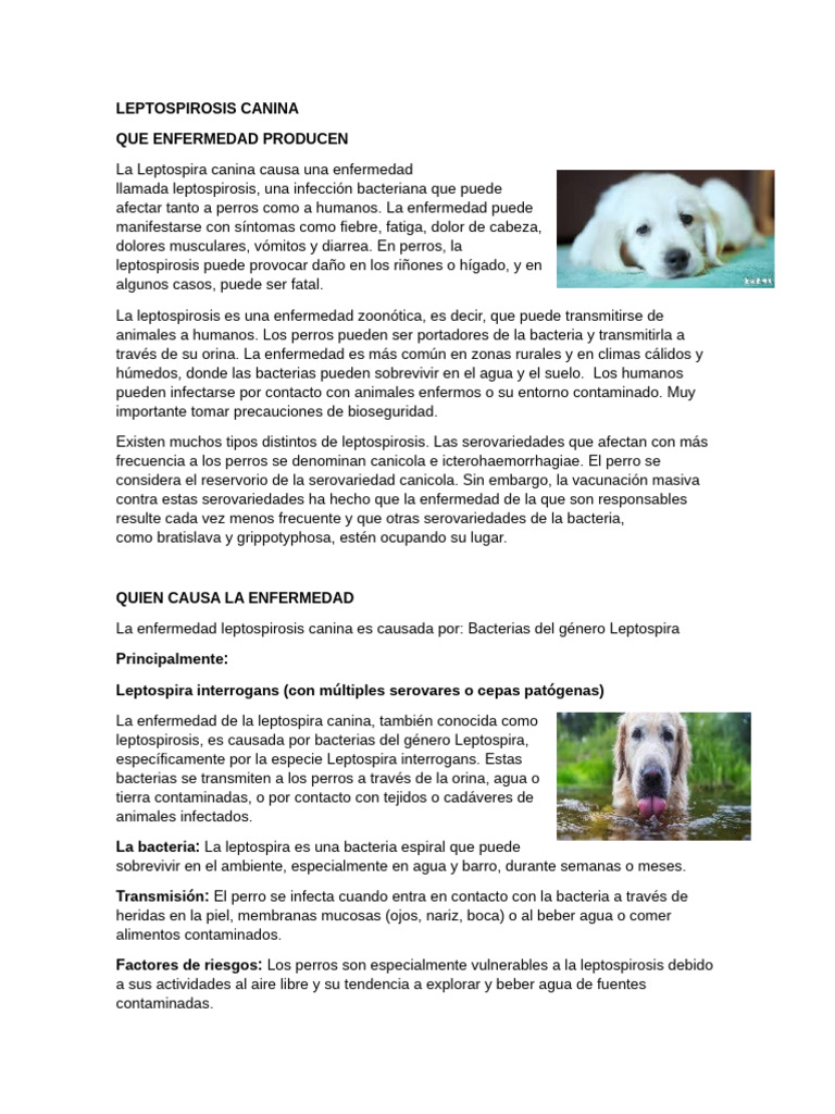 Leptospirosis Canina | PDF | Inmunología | Medicina