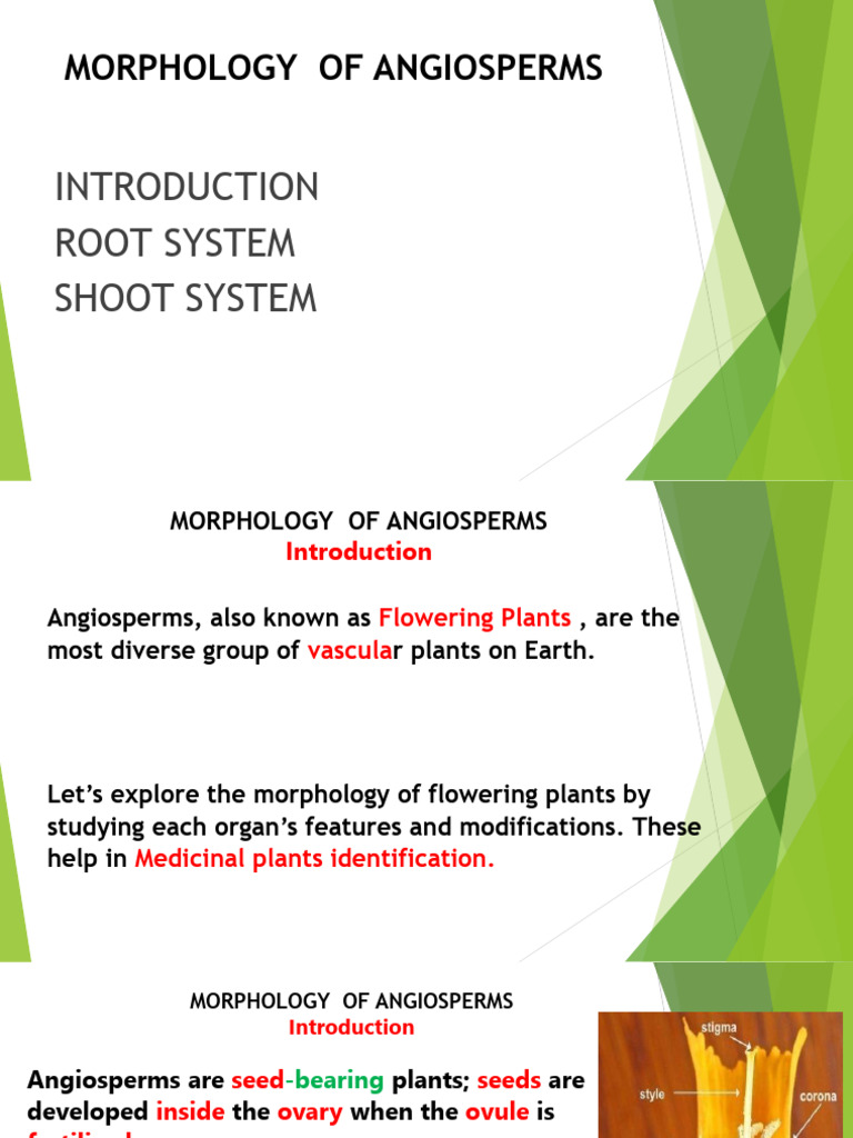 Morphology 1 Root 1 Ann 2026 | PDF | Root | Seed