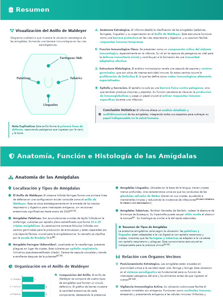 Anatomía, Función e Histología de Las Amígdalas | PDF | Sistema inmune ...