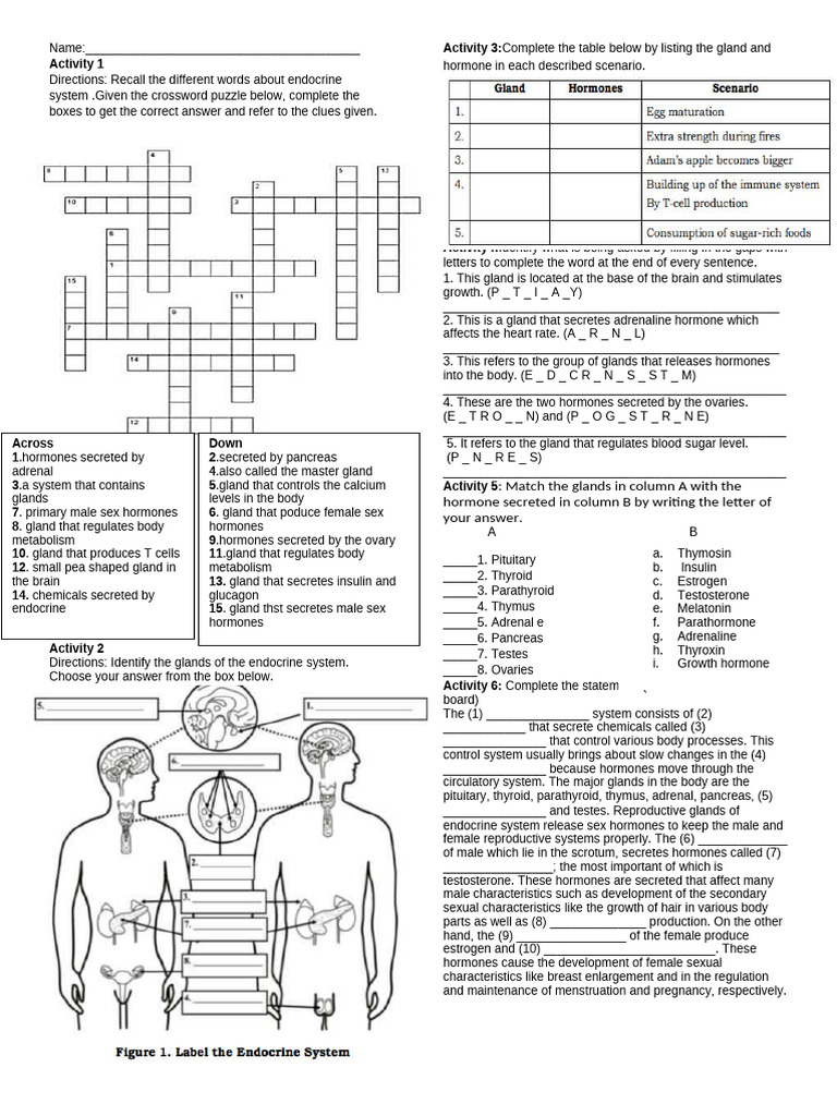 Endocrine System Activity Sheet | PDF | Endocrine System | Hormone