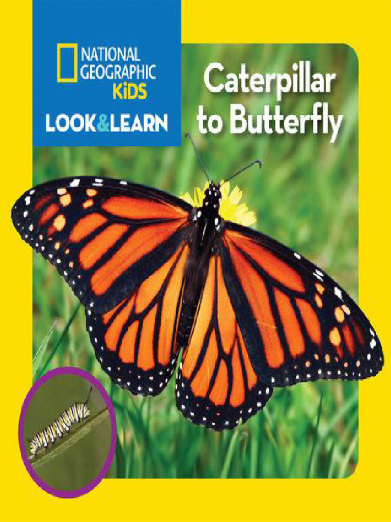 National Geographic Kids Look - Learn Caterpillar To Butterfly | PDF