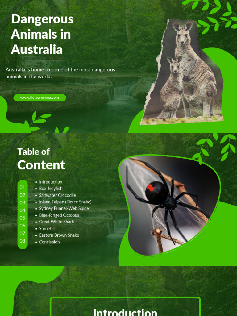 Dangerous Animals in Australia Ohne Animation | PDF | Venom