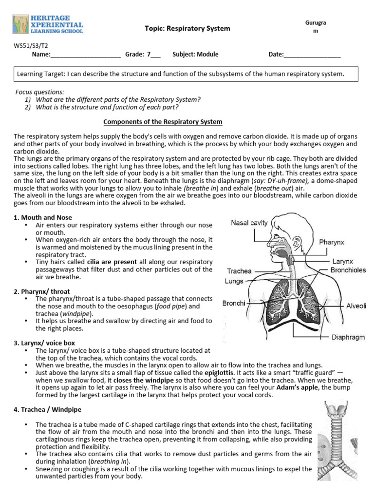 ReadingStructureandfunctionofRespiratorysystem-2148215 | PDF ...