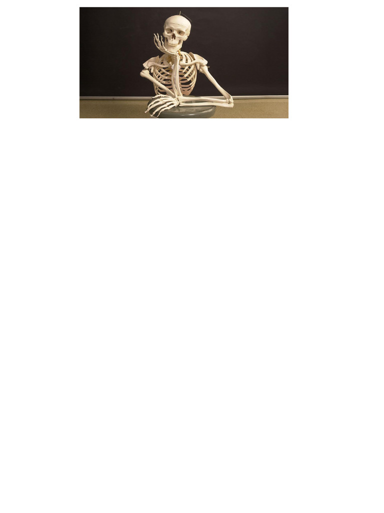 4.5 Disarticulated Skeleton of Rabbit | PDF | Vertebra | Anatomical ...