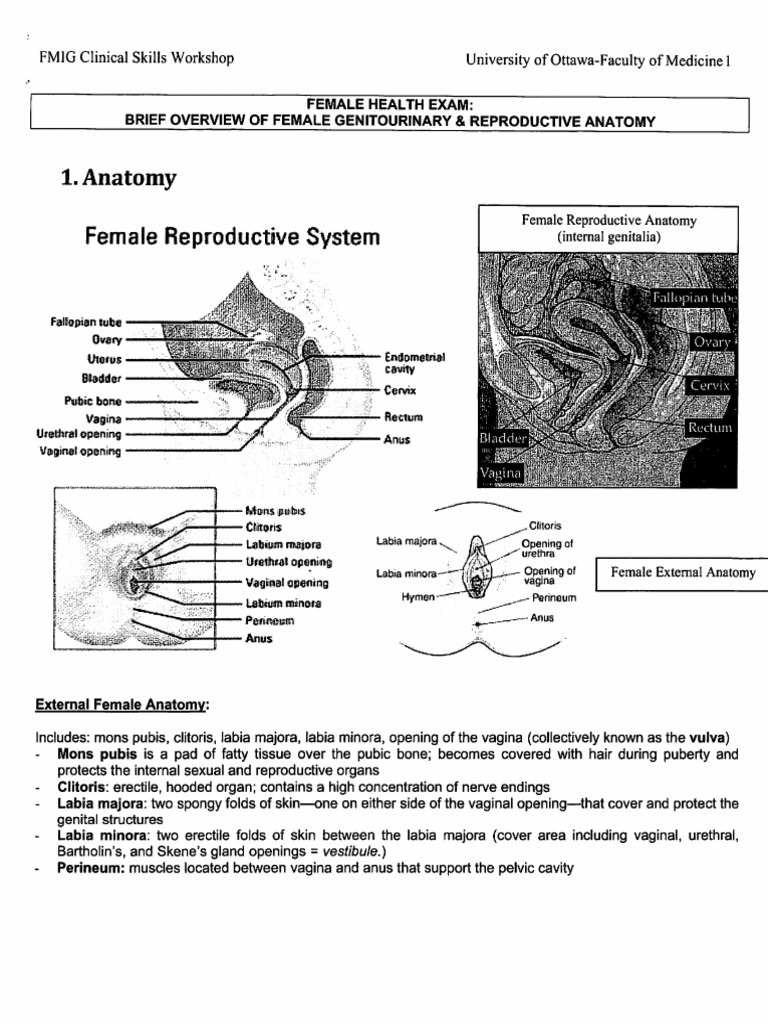 Female Health Exam - Brief Overview | PDF