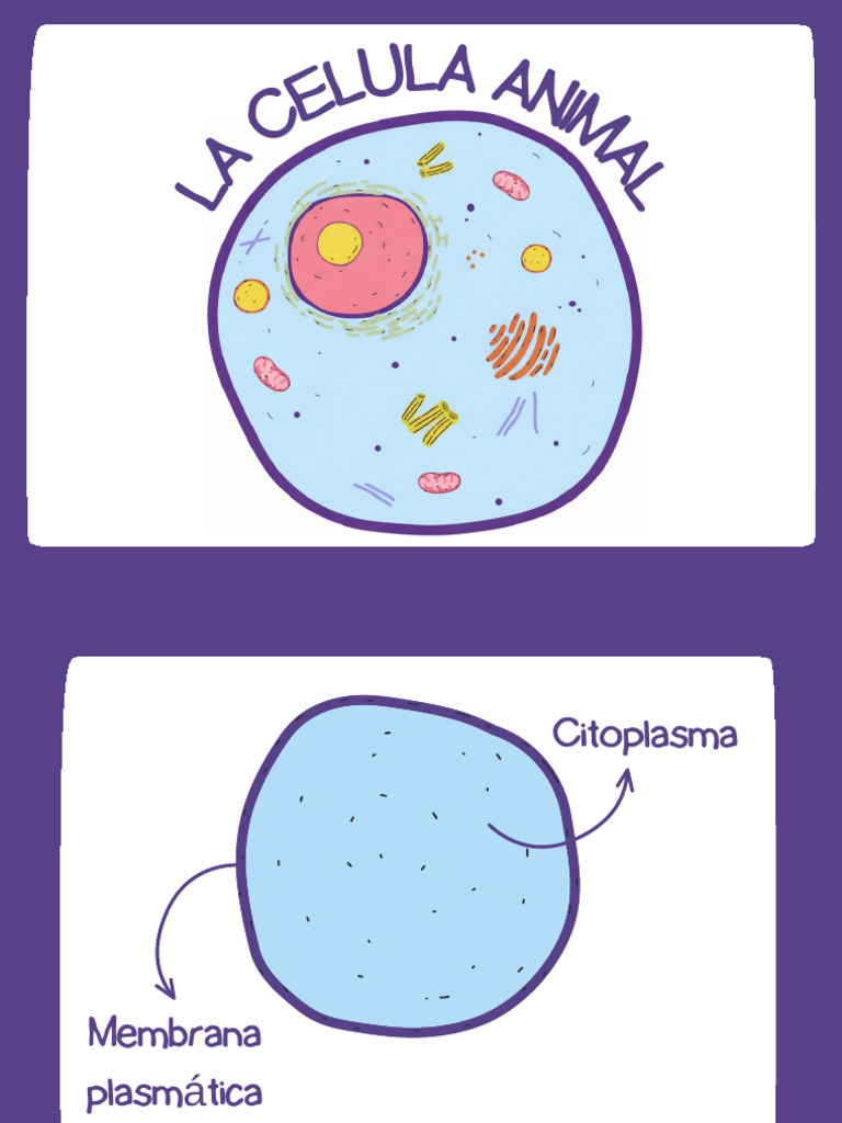 Purple White Science Animal Cell Flashcard | PDF