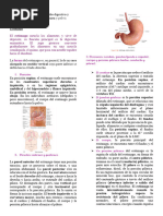 Anatomía de las vísceras abdominales | PDF | Abdomen | Intestino grueso