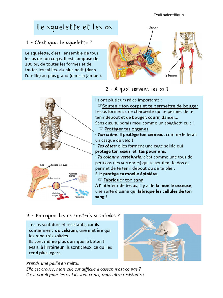Le Squelette Les Os Et Les Articulations | PDF | Os | Système squelettique