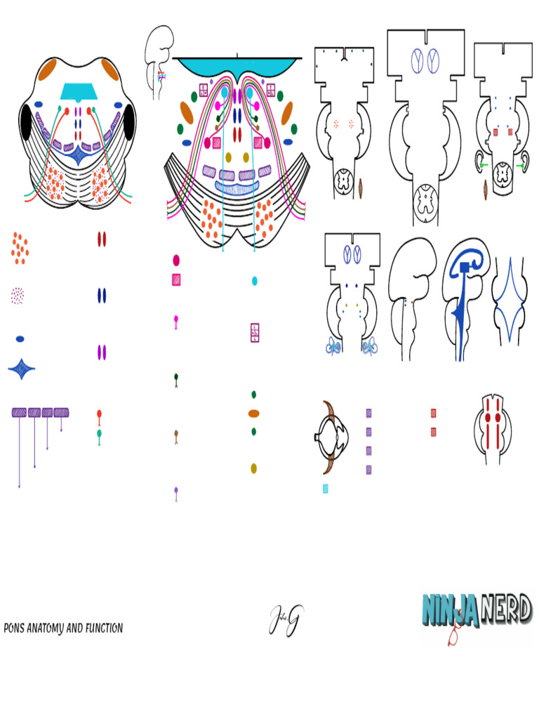 Pons Anatomy & Function | PDF