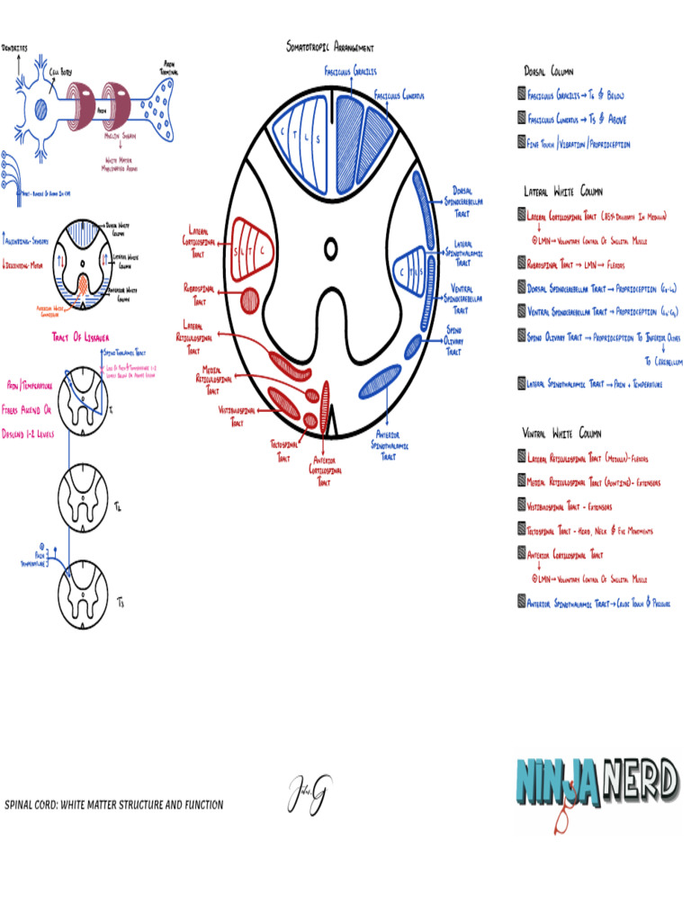 Spinal Cord - White Matter Structure & Function | PDF