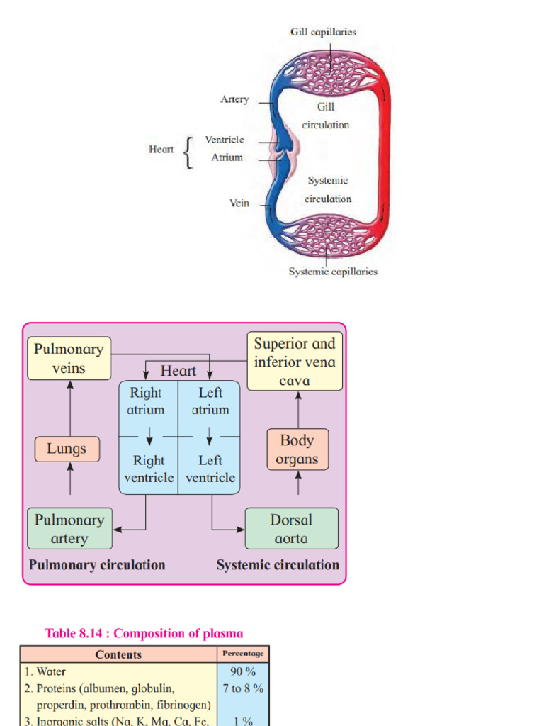 Bio Diagram | PDF