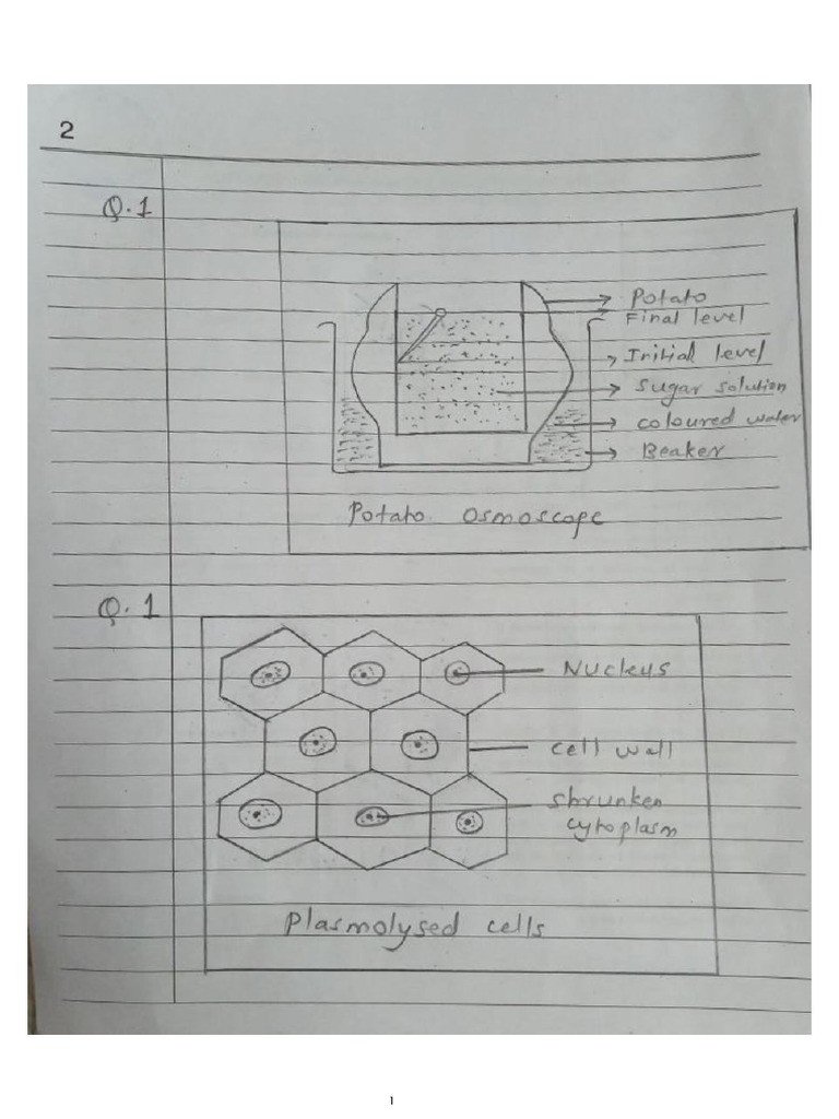 Biology Practical Exam Imp. Diagram | PDF