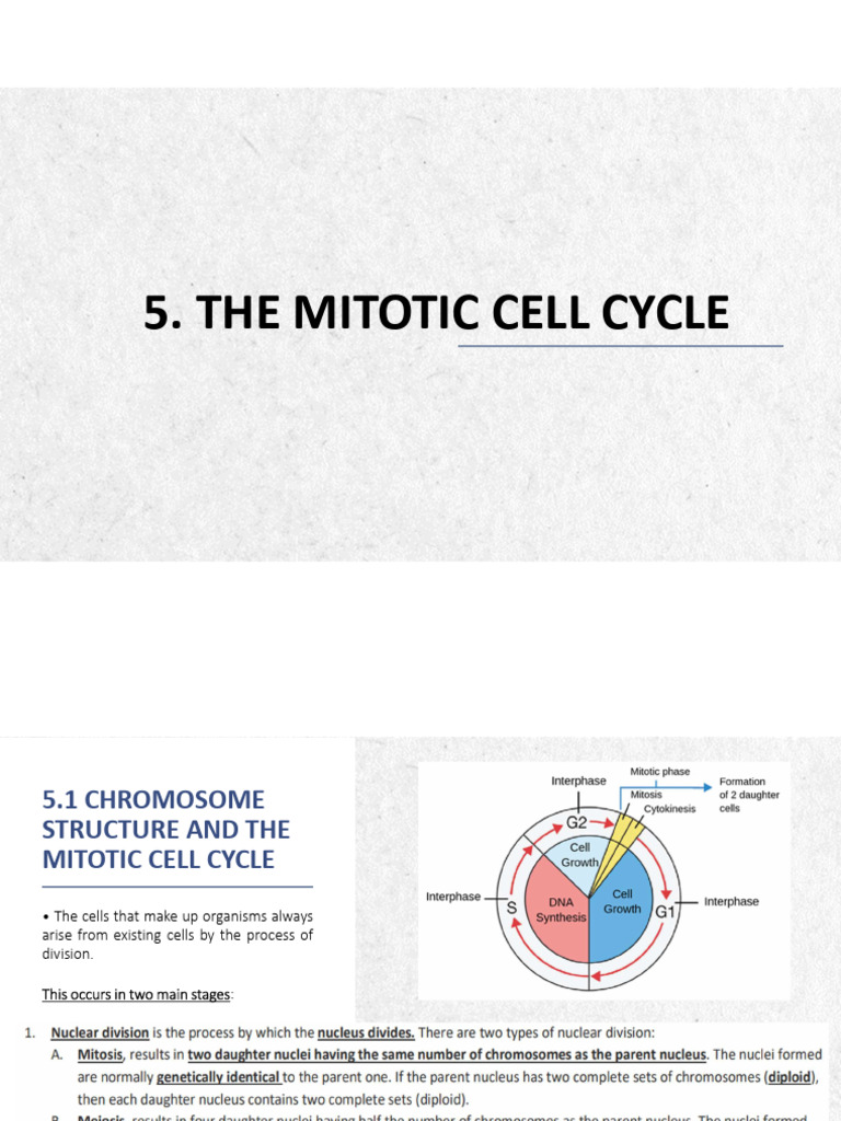Mitotic Cell Cycle | PDF