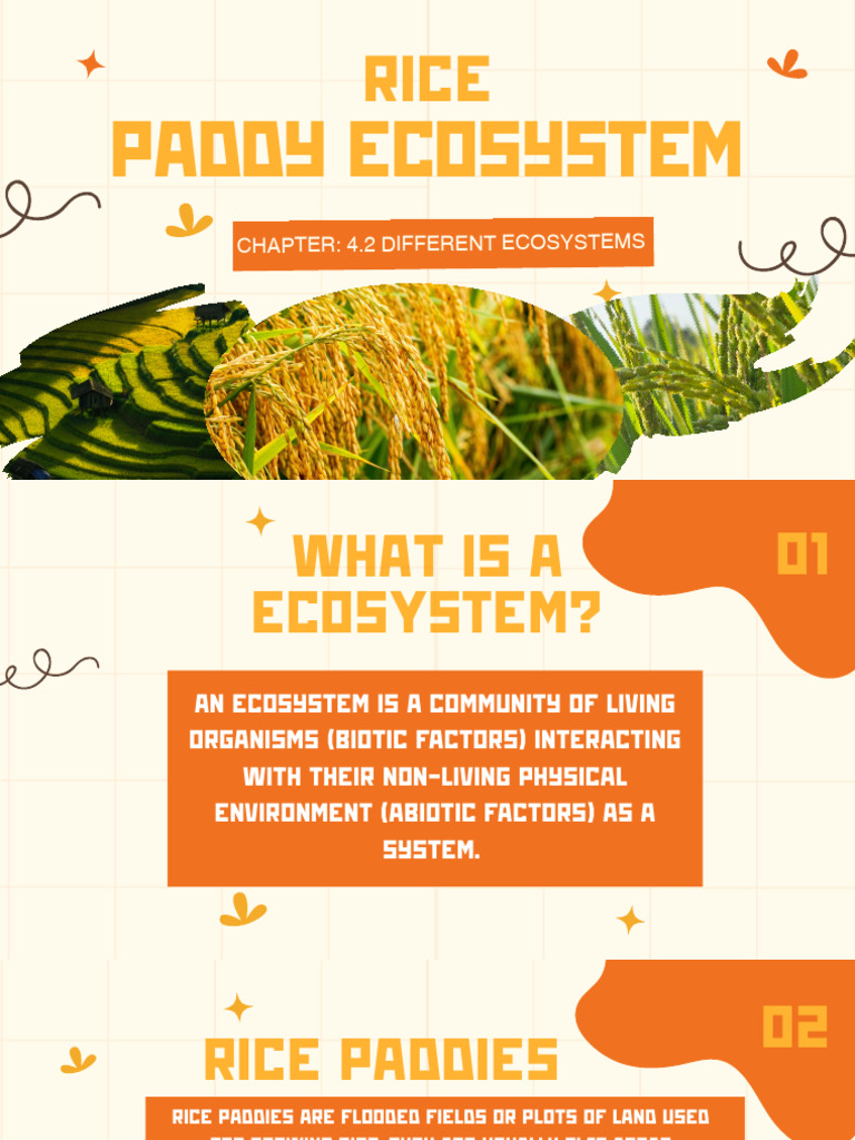 Rice Paddy Ecosystem | PDF | Rice | Ecosystem