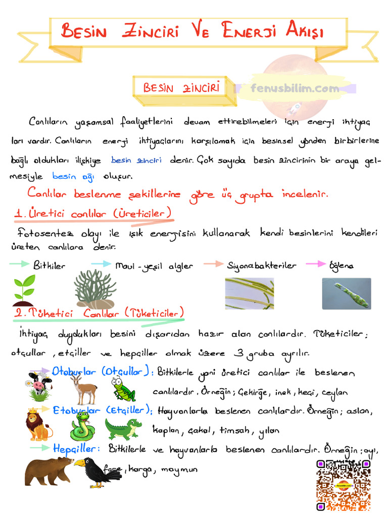 Besin Zinciri Ve Enerji Akisi Ders Notu Fenusbilim | PDF