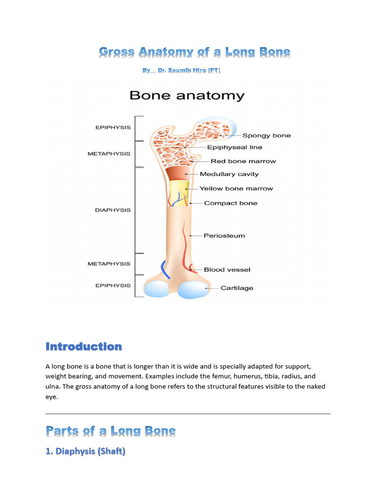 Gross Anatomy of A Long Bone | PDF | Bone | Osteoblast