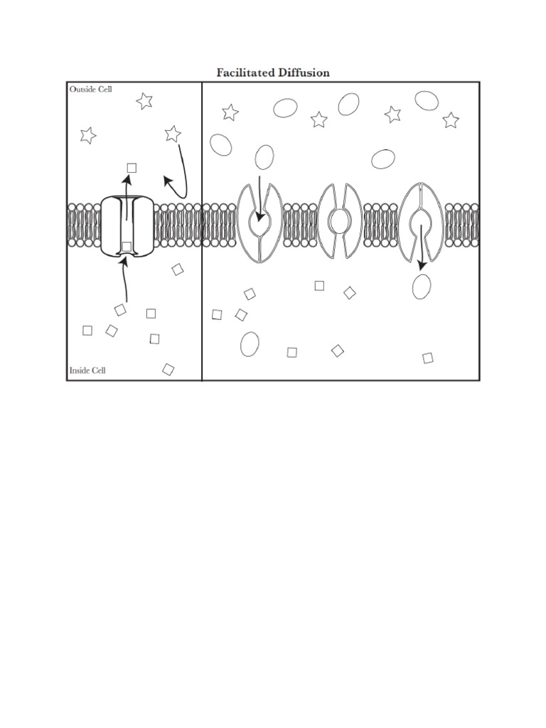 Facilitated Diffusion Worksheet | PDF