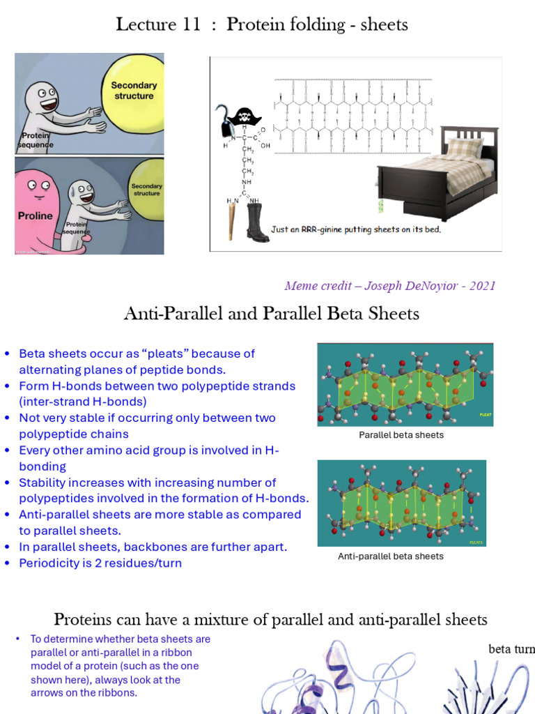 Lecture 11 - Slides To Post | PDF | Beta Sheet | Protein Folding