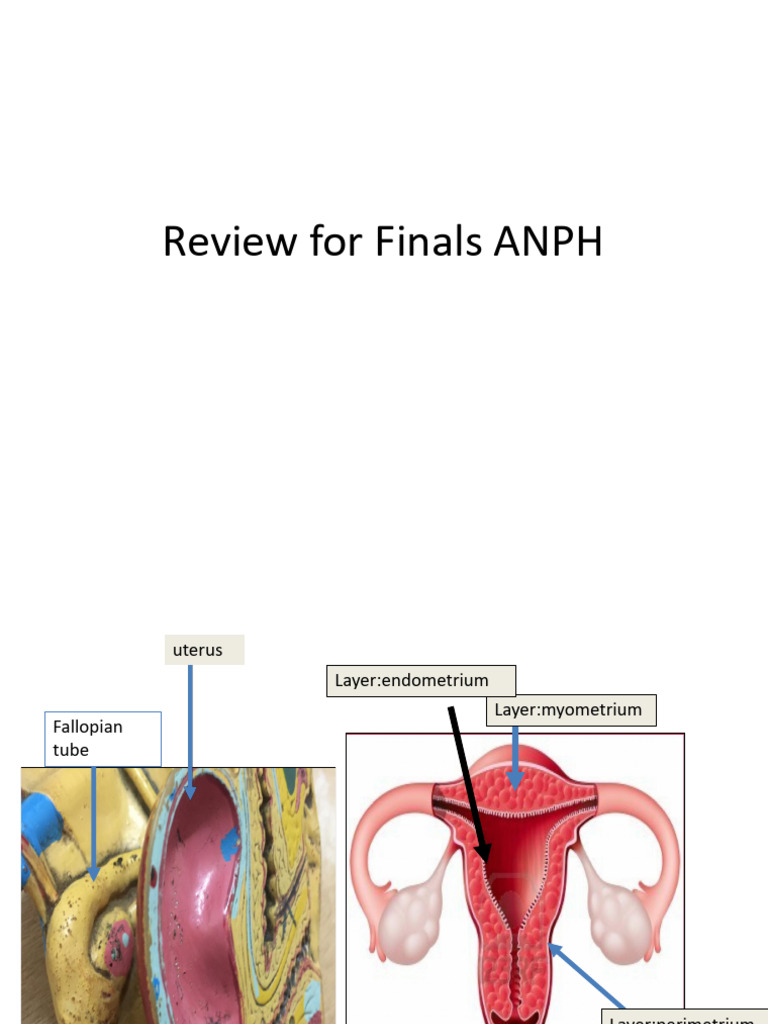 Finals ANPH | PDF